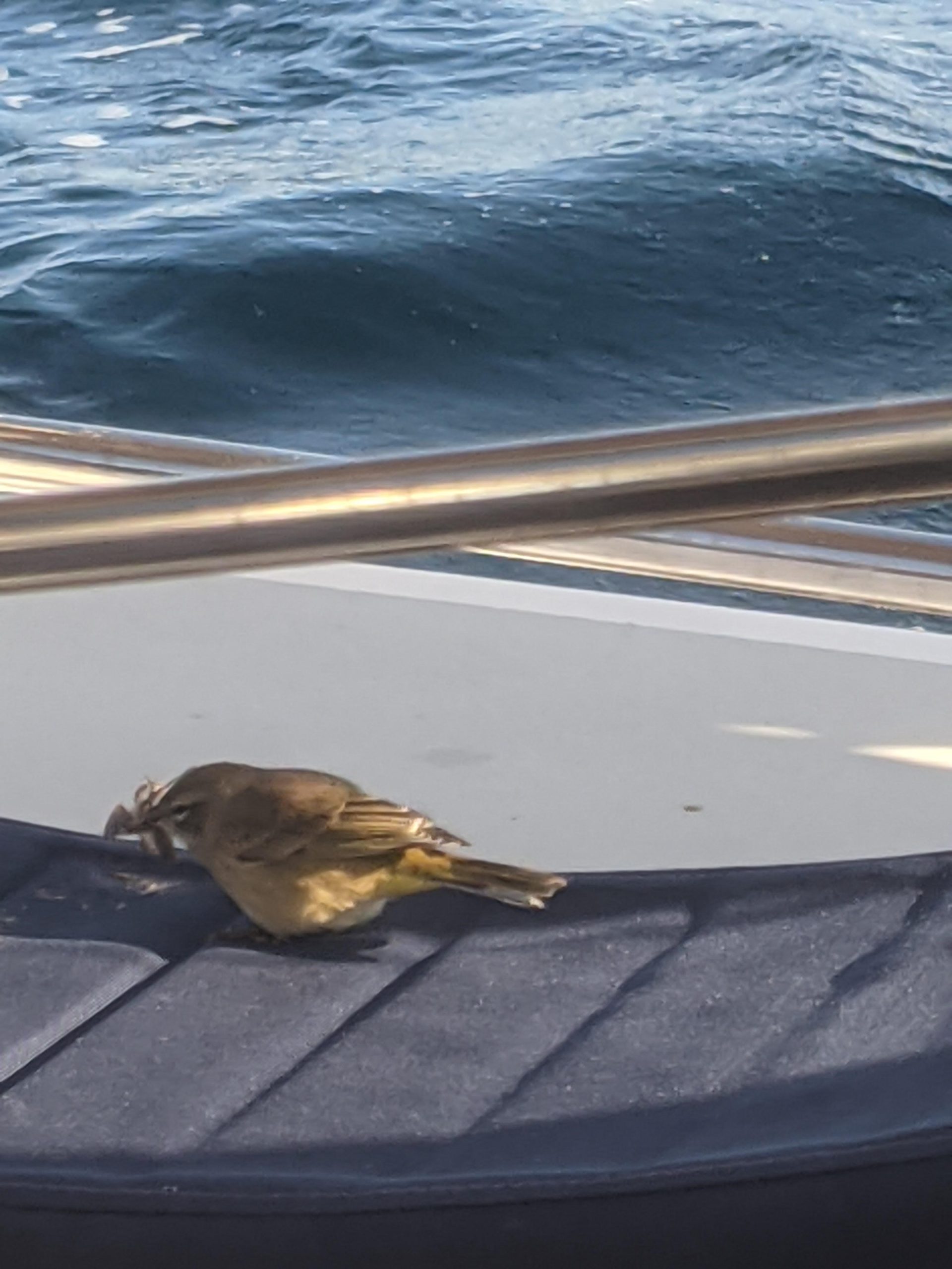 Rhode Island – Sailing Renegade